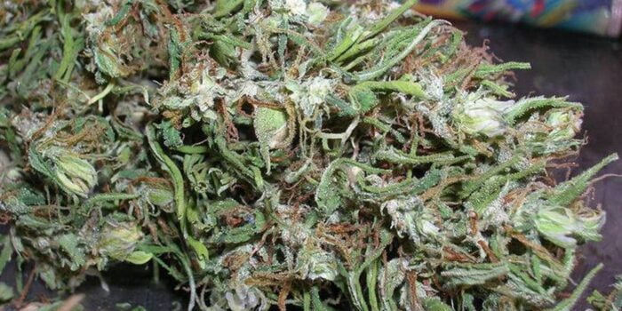 What's the rarest weed strain? | APE Premium Cannabis