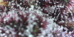 Red Weed Strains: A Sensory Delight | APE Premium Cannabis