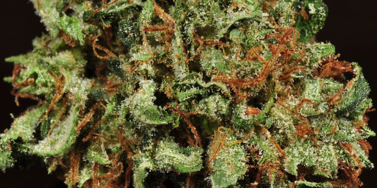 Which Weed Strain Makes Giggly? | APE Premium Cannabis