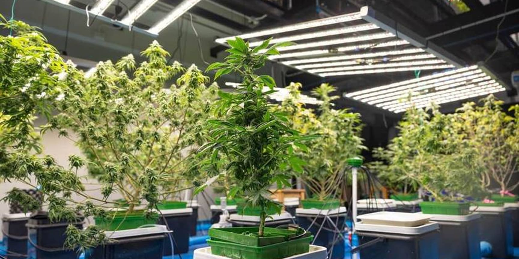 Hydroponics vs. Aquaponics: What is the Best? | APE Premium Cannabis