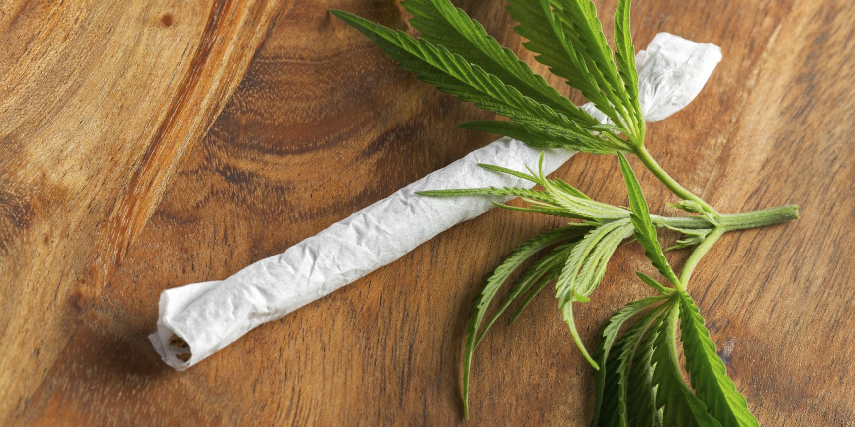 Ditch Weed vs. Cultivated Cannabis | APE Premium Cannabis