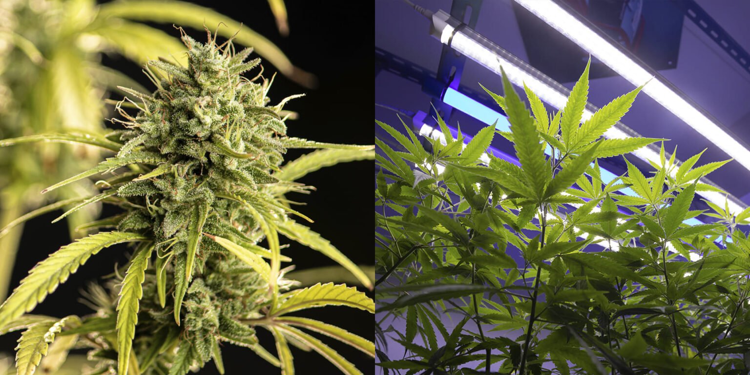 Ditch Weed vs. Cultivated Cannabis | APE Premium Cannabis