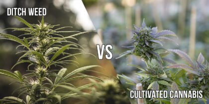 Ditch Weed vs. Cultivated Cannabis | APE Premium Cannabis