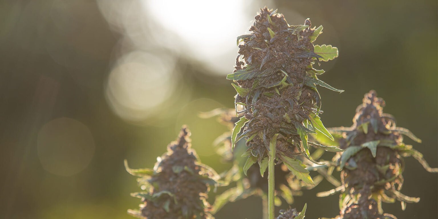 Ditch Weed vs. Cultivated Cannabis | APE Premium Cannabis