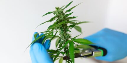 A guide to cannabis deficiencies | APE Premium Cannabis