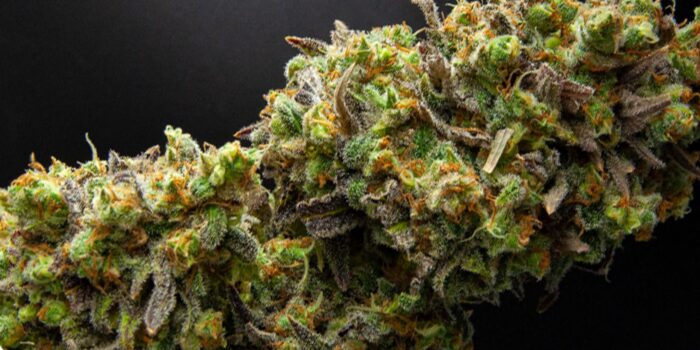 Top 5 landrace cannabis strains | APE Premium Cannabis