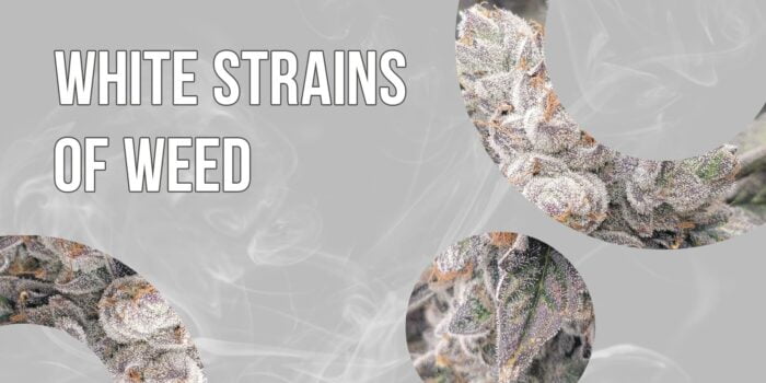 White strains of weed | APE Premium Cannabis