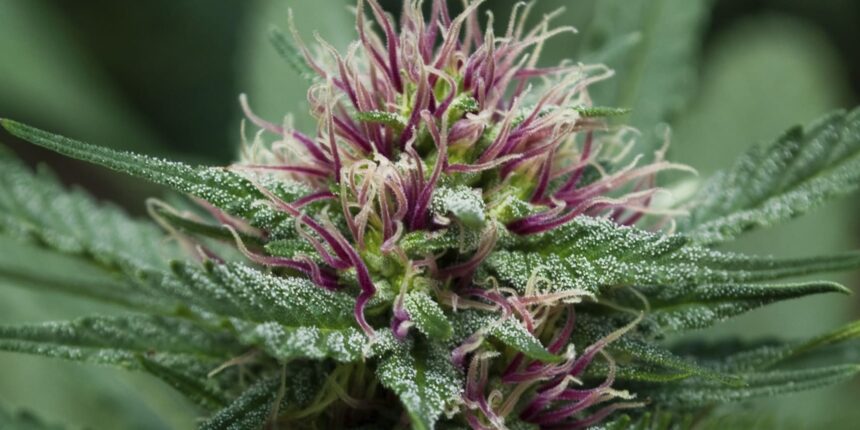 Pink strains of weed | APE Premium Cannabis