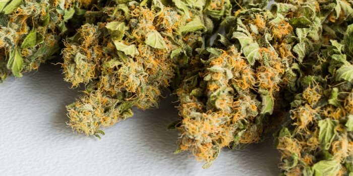 What is Ganja: Unveiling the Origins, Uses, and Culture of Cannabis ...