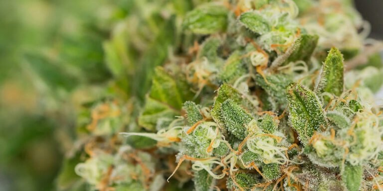 What is Ganja: Unveiling the Origins, Uses, and Culture of Cannabis ...