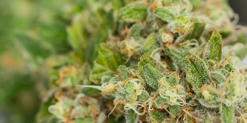 What is Ganja: Unveiling the Origins, Uses, and Culture of Cannabis ...