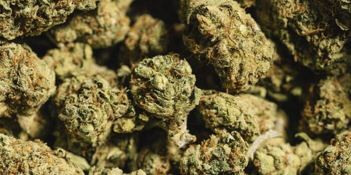 What is Ganja: Unveiling the Origins, Uses, and Culture of Cannabis ...