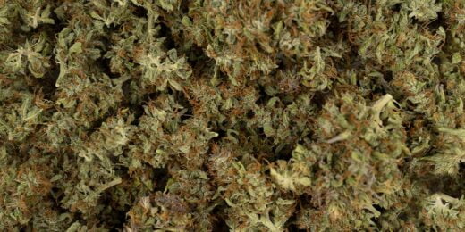 What is Ganja: Unveiling the Origins, Uses, and Culture of Cannabis ...