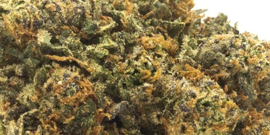 Best mint strains of weed in 2023 | APE Premium Cannabis