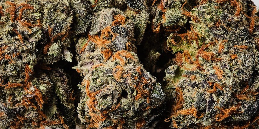 Discovering the Gary Payton Strain: A Blend of Potency and Flavor | APE ...