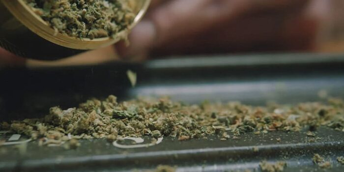 Weed Shakes: What Are They and What You Need to Know | APE Premium Cannabis