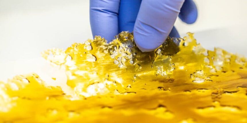 Understanding Shatter: What It Is and How to Use It | APE Premium Cannabis