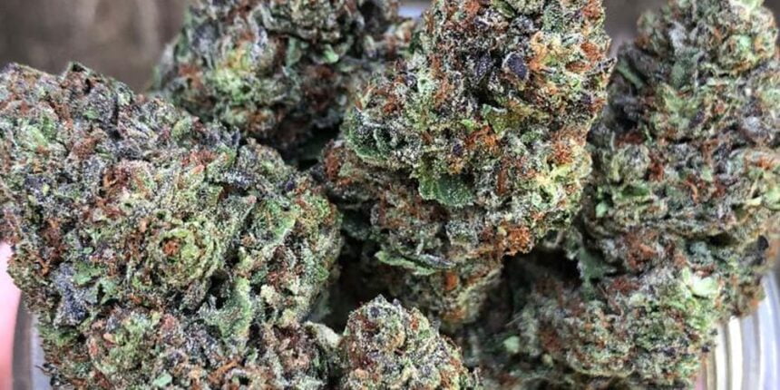 Best Apple Strains of Weed in 2023 | APE Premium Cannabis