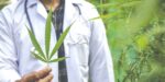 50-Year Evolution of Cannabis THC Levels | APE Premium Cannabis