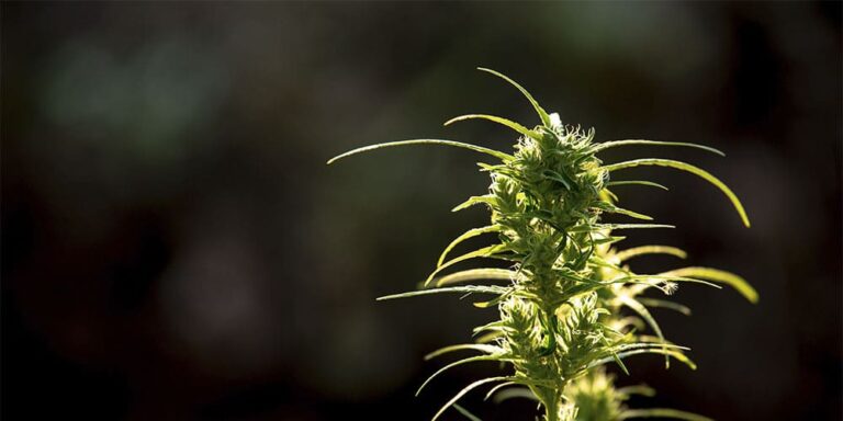 50-Year Evolution of Cannabis THC Levels | APE Premium Cannabis