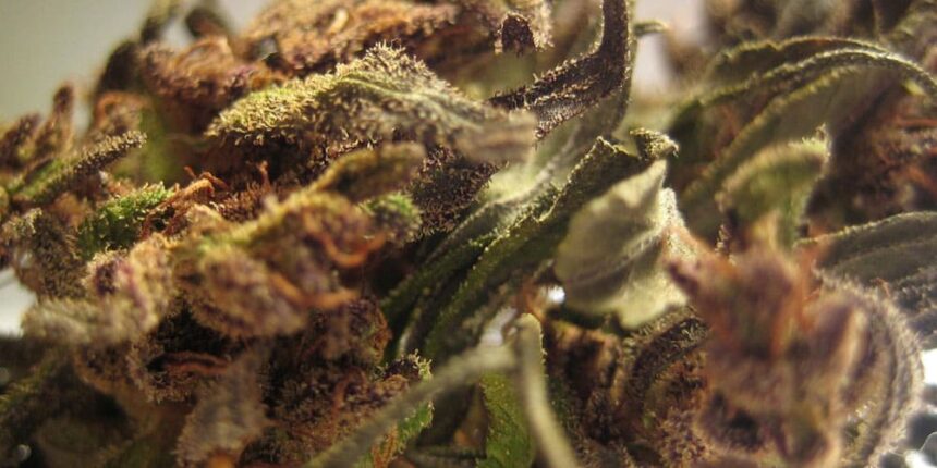 Cannabis Effects: Cannabis Entourage Effect | APE Premium Cannabis