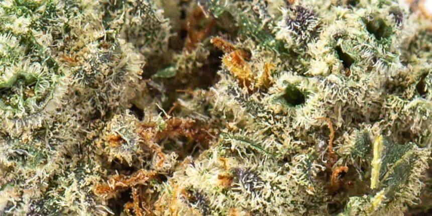 Top 5 Strawberry Strains In 2024 | APE Premium Cannabis