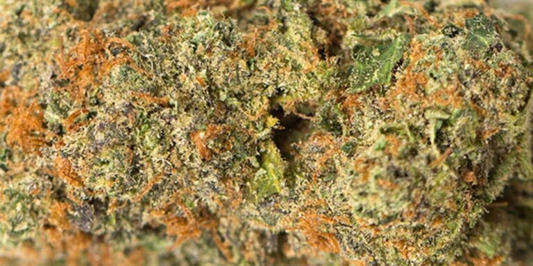 Top 5 Strawberry Strains In 2024 | APE Premium Cannabis