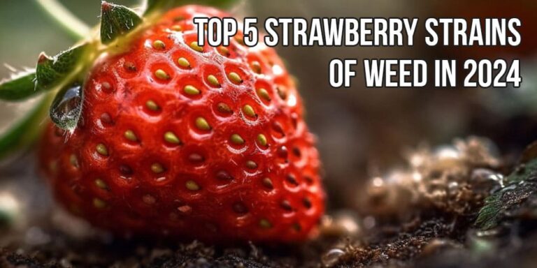 Top 5 Strawberry Strains In 2024 | APE Premium Cannabis