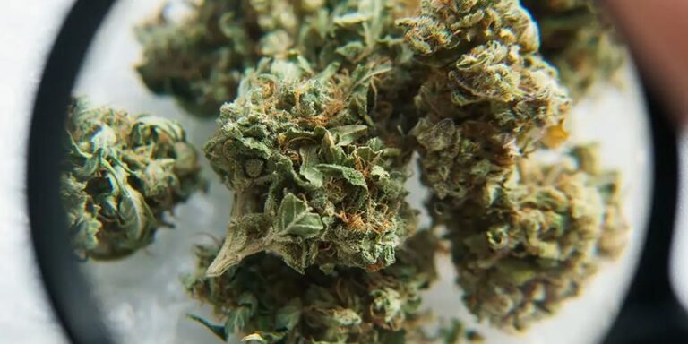 Weed Culture: A Journey Through 1970s | APE Premium Cannabis