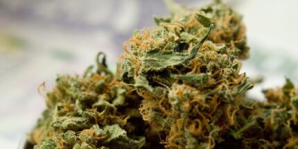 Weed Culture: A Journey Through 1970s | APE Premium Cannabis