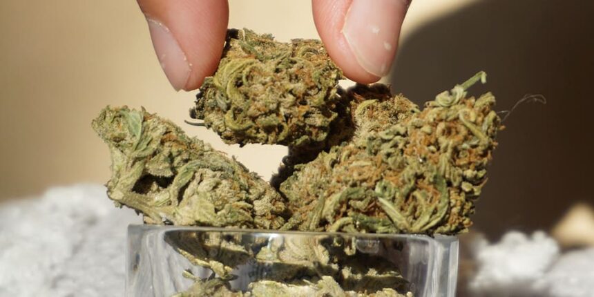 Weed Culture: A Journey Through 1970s | APE Premium Cannabis