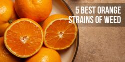 5 Best Orange Strains of Weed | APE Premium Cannabis