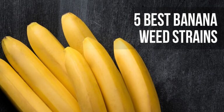 5 Best banana weed strains | APE Premium Cannabis