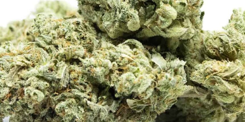 White Truffle Weed Strain: The fascinating fragrance of luxury | APE ...