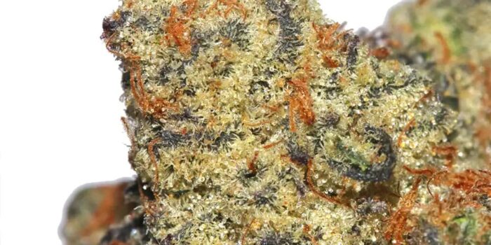 Unveiling the Unforgettable: Exploring the Wedding Crasher Weed Strain ...