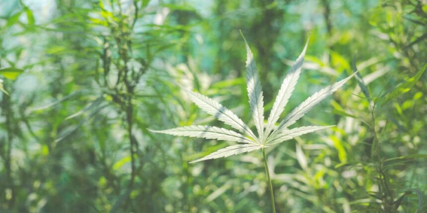 Cannabis Legalization: Where Weed is Legal in the US | APE Premium Cannabis