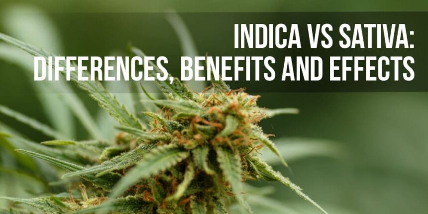 Indica vs Sativa: Differences, benefits and effects | APE Premium Cannabis