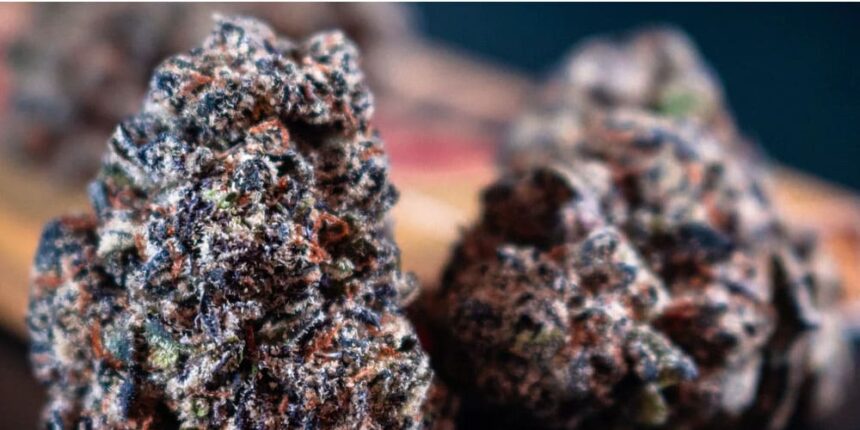 How Are New Weed Strains Created? A Process Explained | APE Premium ...