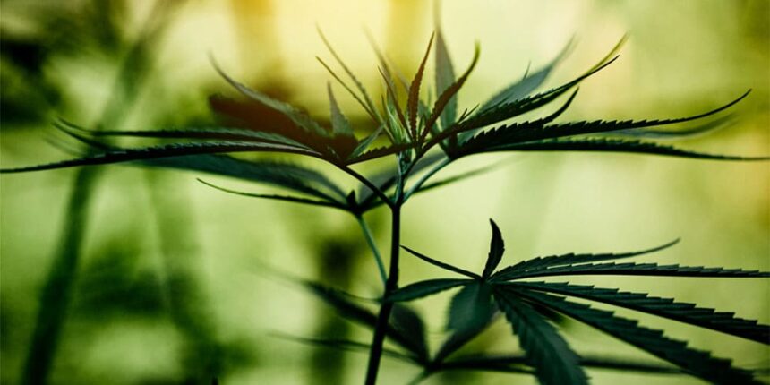 Indica vs Sativa: Differences, benefits and effects | APE Premium Cannabis