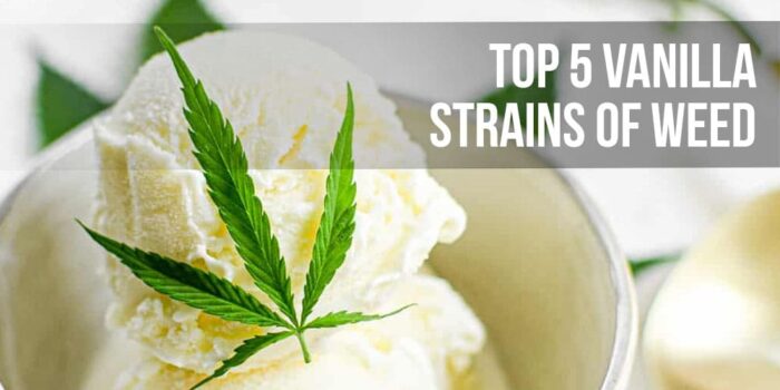 Top 5 vanilla strains of weed | APE Premium Cannabis