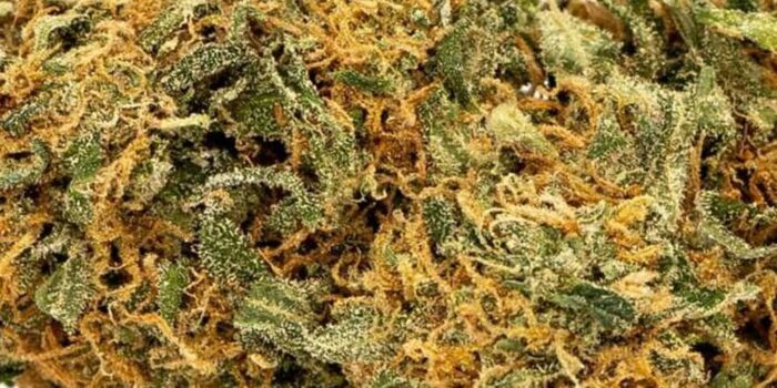 Top 5 vanilla strains of weed | APE Premium Cannabis