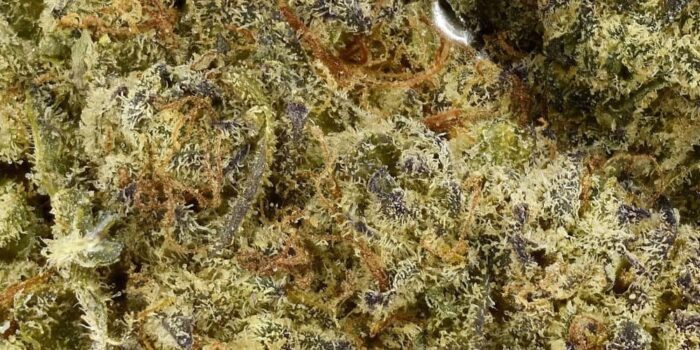 Watermelon Strain: A Fresh Take on Cannabis | APE Premium Cannabis