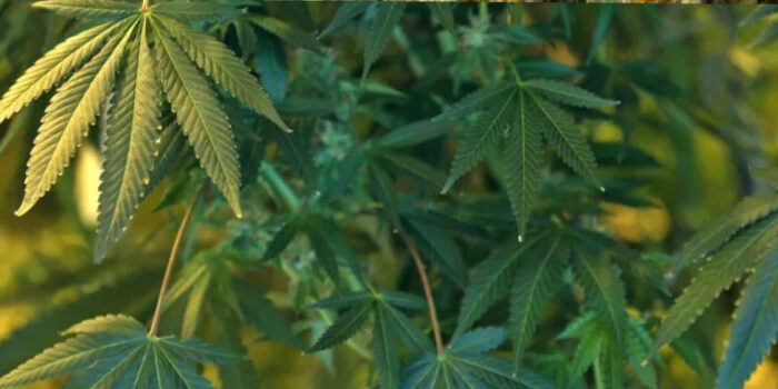 Organic vs Genetically Modified Cannabis Strains: Who Wins the Battle ...