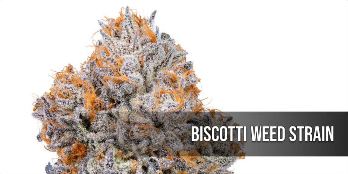 Biscotti Strain: A Deep Dive into the Sweetest Indica Hybrid of 2025 ...