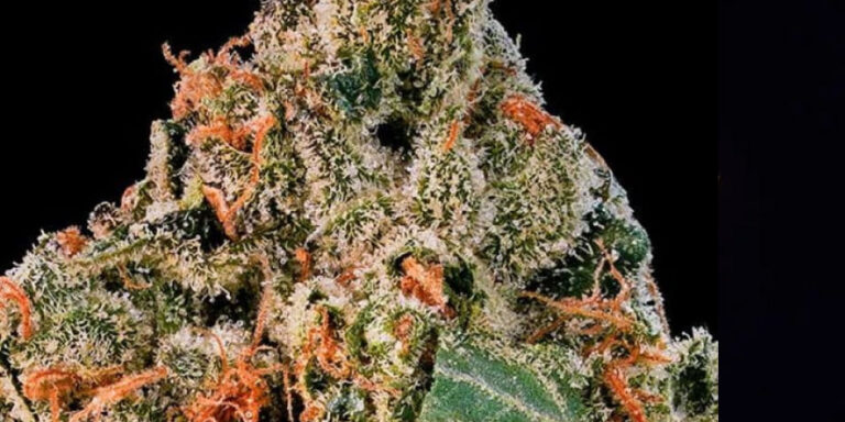 Cotton Candy Weed Strain | APE Premium Cannabis