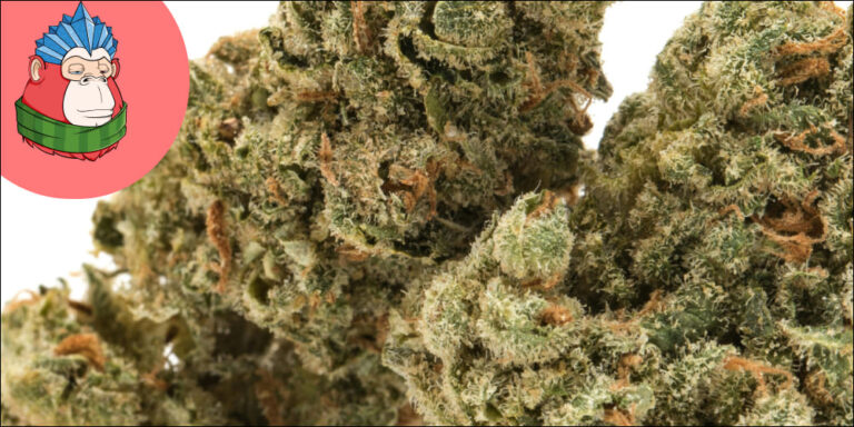 Freeze Watermelon Weed Strain 2025 | APE Premium Cannabis
