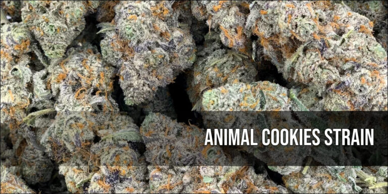 Animal Cookies Strain | APE Premium Cannabis