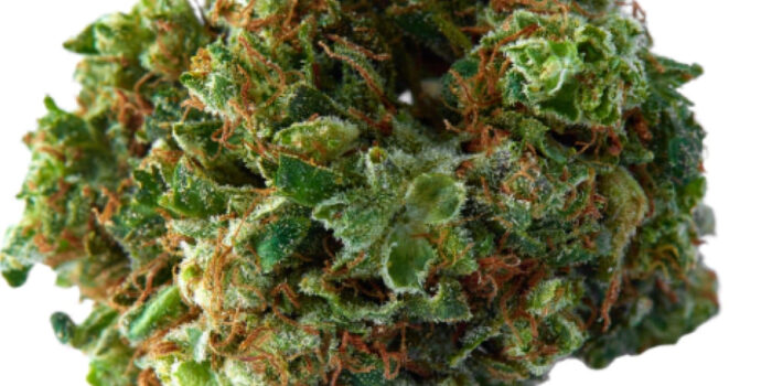 Kool Aid Strain | APE Premium Cannabis