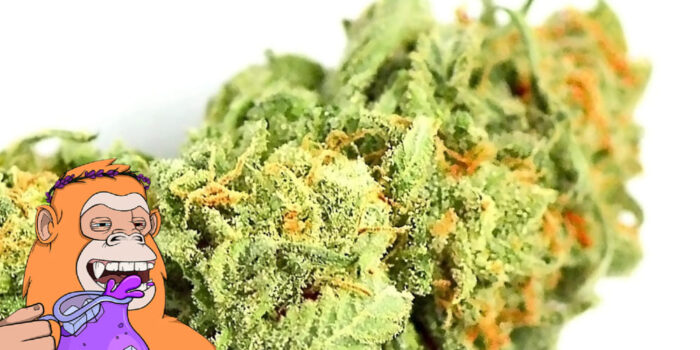 Kool Aid Strain | APE Premium Cannabis