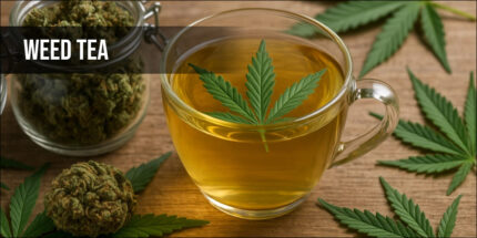 Snowball Weed: Discover the Best Strain – Secrets of Growing, Flavor ...